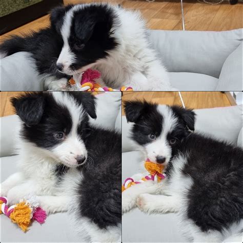 보더콜리분양 후기 골든리트리버분양 대형견분양 큰개닷컴