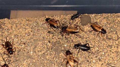 Bug Object Detection Dataset By Sugo Shinichi