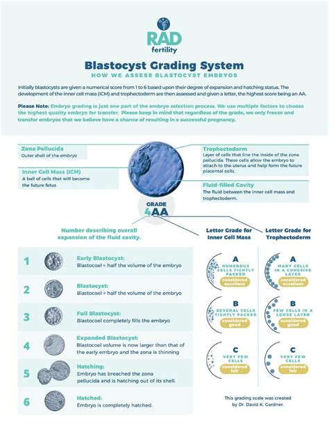 Blastocyst Grading System Fertility Fertility Health Ivf Timeline