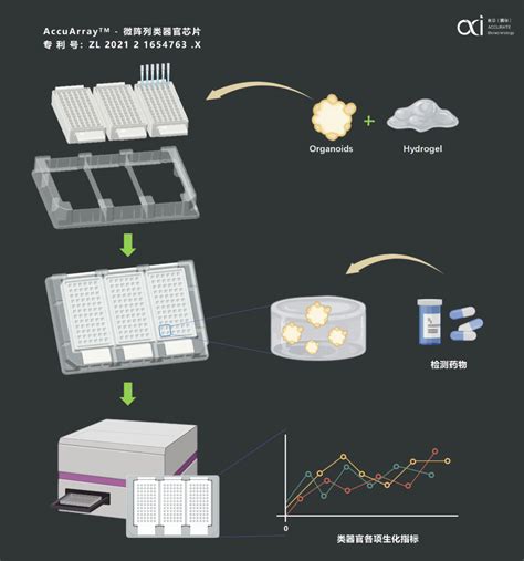 The Accuarray™ The First Accurate Microarray Organoid Chip Was Introduced Accurate
