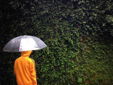 노란 긴팔 셔츠를 입은 사람이 푸른 나무 앞에 서서 우산을 들고 있다 사진 Unsplash의 무료 녹색 이미지