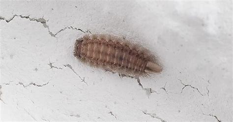 Germany These Bugs Are All Over My Basement Wallceiling About 2 3mm