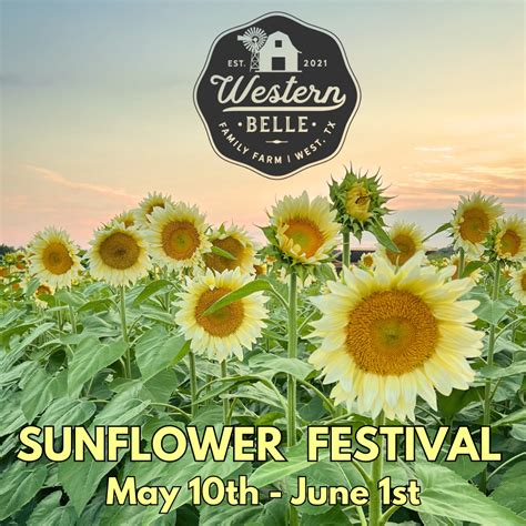Sunflower Festival 2025 🌻 Western Belle Farm
