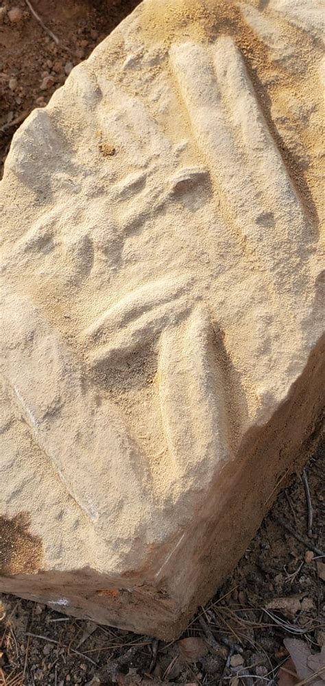 Are These Fossilized Tree Roots On This Sandstone Rrocks