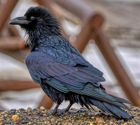 Raven Feathers Identification Common Raven Identification All About
