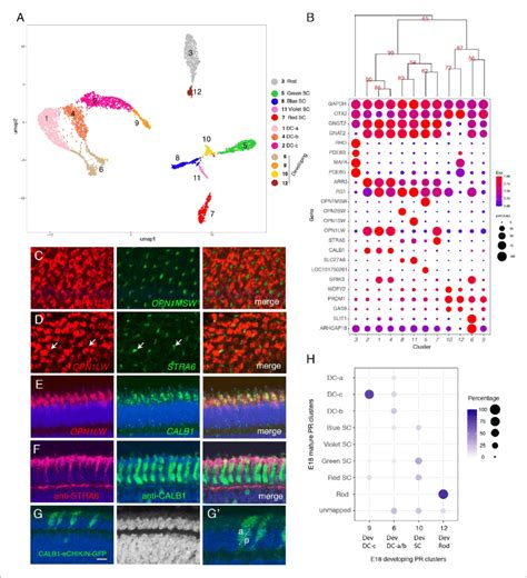 Classification And Characterization Of Photoreceptors Prs A Download Scientific Diagram