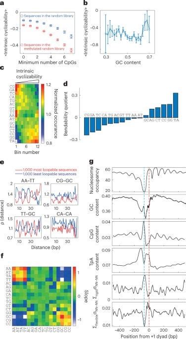 researchers demonstrate that the specific sequence of bases along a