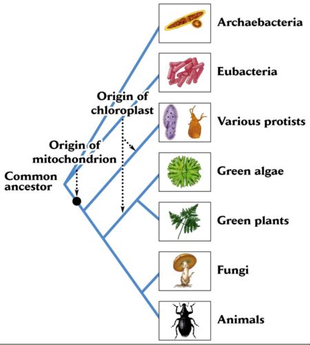 Ecology Chapter 1 Flashcards Quizlet
