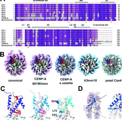 Structural Diversity Of Histone H3 Variants Cenp A And H3mm18 A
