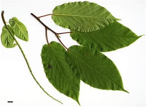 Prunus Ssiori Trees And Shrubs Online