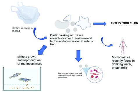 Fate Of Microplastics In The Sea Download Scientific Diagram