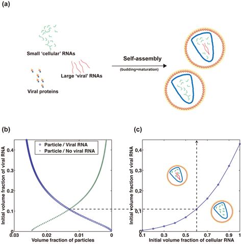 Model Of Entropic Selection Of Viral Genome At Fixed Particle Size A Download Scientific