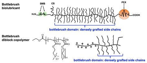 Polymers Free Full Text Bioinspired Bottlebrush Polymers For Aqueous Boundary Lubrication