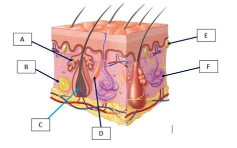 Lab Prac 2 Flashcards Quizlet