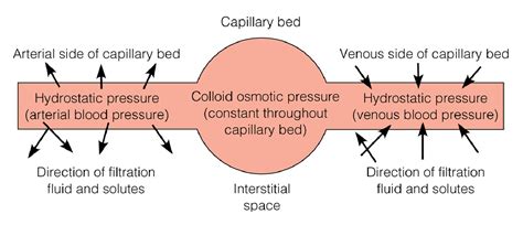 Lesson Guide Routes Of Transport Of Body Fluid