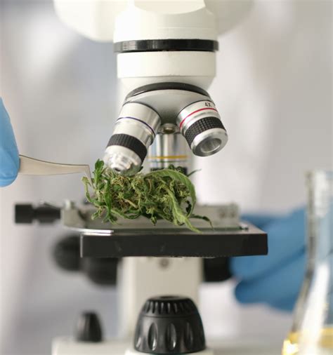 Cannabis Homogeneity Testing Services Nova Analytic Labs