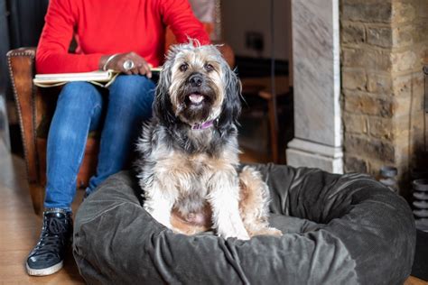 Things To Consider When Buying A Dog Bed Our 5 Step Guide To Getting