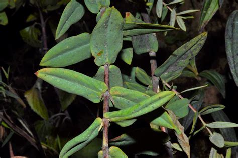 Hypericum Cordifolium Eflora Of India