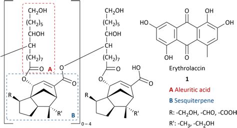 General Structure Of Shellac And 1 Download Scientific Diagram General Structure Of Shellac And 1 Download Scientific Diagram