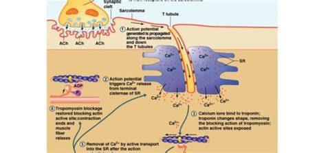 cerebellar cortex structure function location layers and fibers