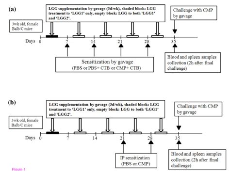 Schematic Overview Of CMP Sensitization And Challenge Protocol In Download Scientific Diagram
