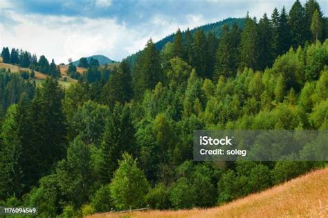 언덕에 스프루스 아름다운 여름 풍경 밝은 화창한 날에 흐린 하늘 카르파티아 산맥 우크라이나 유럽 여행 배경입니다 0명에 대한 스톡 사진 및 기타 이미지 Istock
