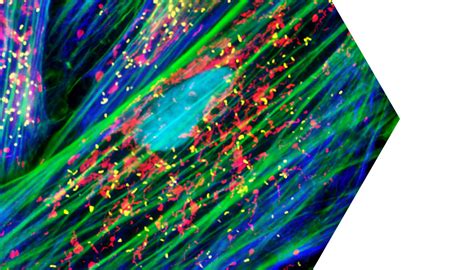 fluorescence filters