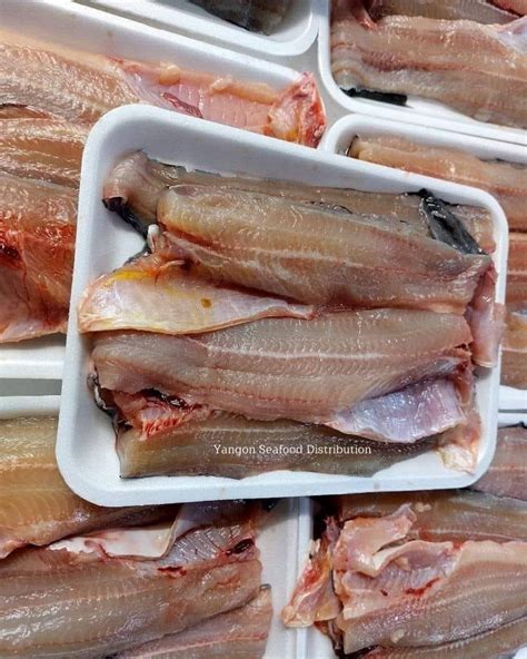 Yangon ငါးသလောက်ကိုကဝက္ကင်းရရင်တော့အကောင်းဆုံးပါ ရေငံငသလောက်တွေကတော့