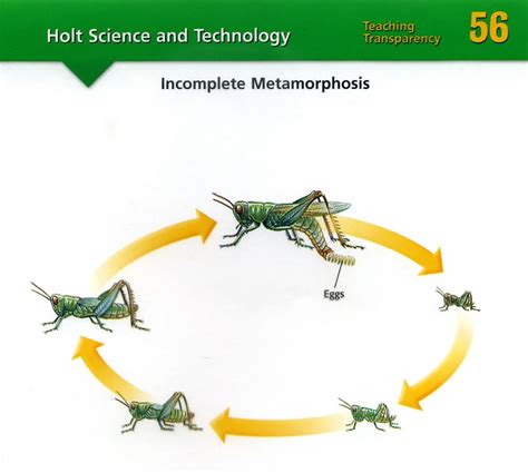 Chap 13 Mollusks Arthropods And Echinoderms