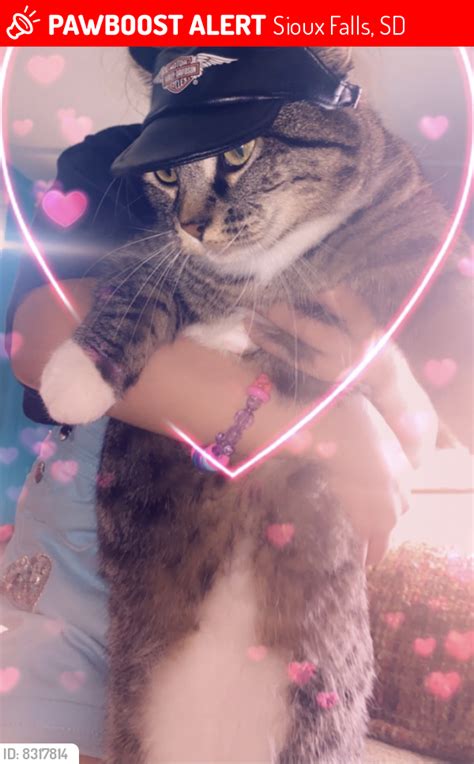 Lost Female Cat In Sioux Falls Sd 57106 Named Onyx Id 8317814