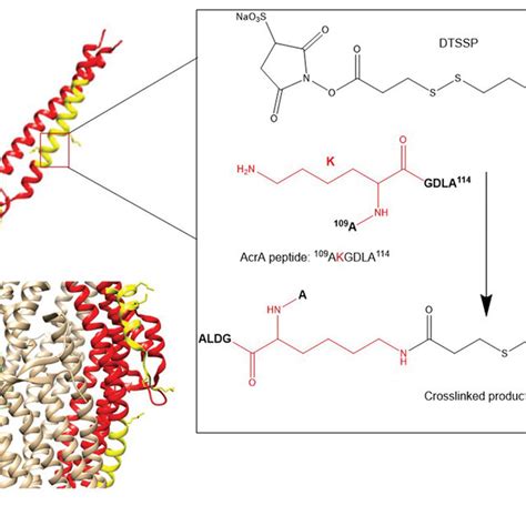 Mapping The Binding Sites Of Acra And Tolc To Pg With Xl Lcms Ms A Download Scientific Mapping The Binding Sites Of Acra And Tolc To Pg With Xl Lcms Ms A Download Scientific