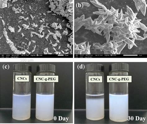 A And B SEM Images Of CNCs C And D Difference In Stability Of CNCs And Download Scientific