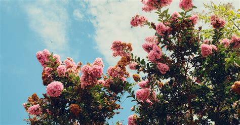 경치 고요한 광합성 꽃 꽃 나무 꽃무늬 꽃이 만개한 꽃잎 나무 나뭇잎 녹지 맑은 미적 꽃 밝은 봄 분홍색 산들바람 생생한 생생한 색상 성장