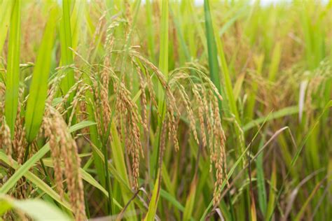 水稻图片素材 水稻设计素材 水稻摄影作品 水稻源文件下载 水稻图片素材下载 水稻背景素材 水稻模板下载 搜索中心