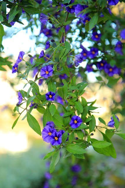 ফুলের পিক লাল গোলাপ ফুলের ছবি ফুলের পিকচার ডাউনলোড অসাধারণ কিছু ফুলের ছবি বিভিন্ন ধরনের