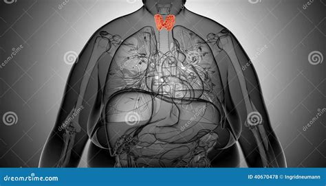 X Ray Illustration Of The Overweight Woman With Thyroid Gland Stock