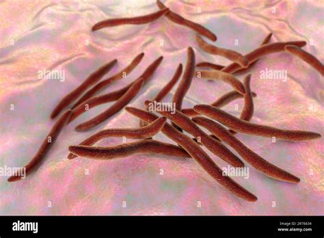 Fusobacterium Bacteria Computer Illustration Gram Negative Anaerobic