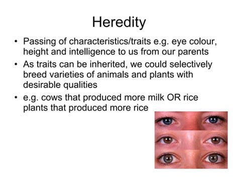 Chapter 19 Heredity Lesson 1 Monohybrid Cross And Test Cross Ppt Genetics Science