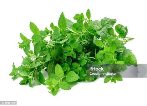 흰색 배경에 고립 된 잎이있는 녹색 민트 잔가지 디저트와 칵테일을위한 향기로운 향료 0명에 대한 스톡 사진 및 기타 이미지