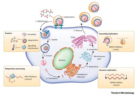 hepatitis c virus diagram