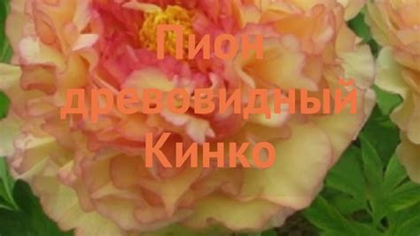 Пион древовидный Кинко (paeonia suffruticosa) 🌿 пион Кинко обзор: как ...