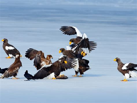 What Is A Group Of Eagles Called Birdfact