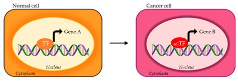 Transcription Factors