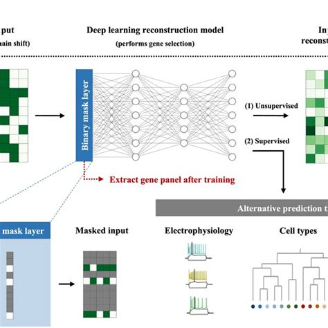 Overview Of Predictive And Robust Gene Selection For Spatial Download Scientific Diagram