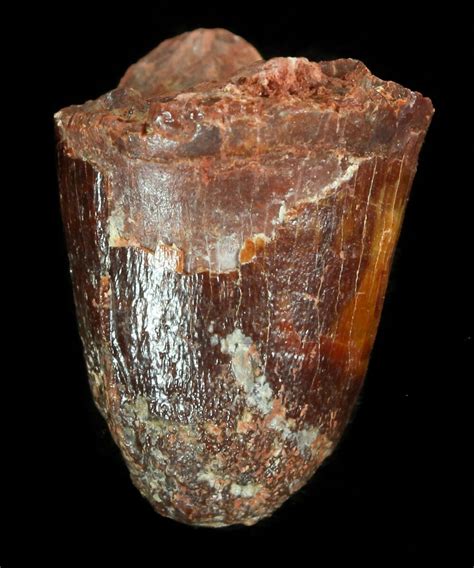 65 Cretaceous Fossil Crocodile Tooth Morocco 44292 For Sale