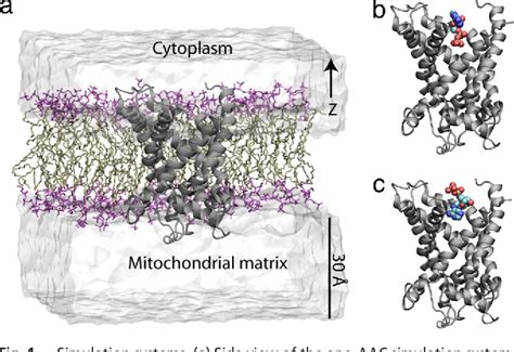 Figure 1 From Electrostatic Funneling Of Substrate In Mitochondrial