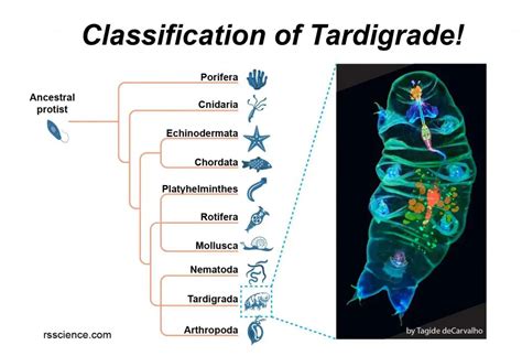 Tardigrade Phylum