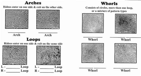 Radial Loop Fingerprint