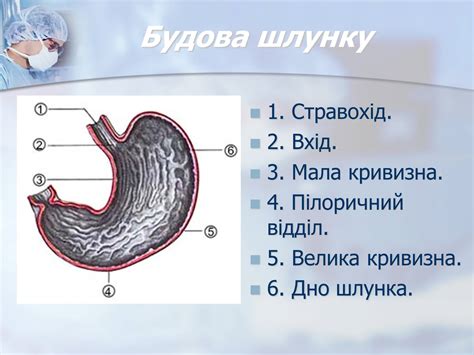 Презентація на тему Шлунок варіант 2 — презентації з біології Gdz4you
