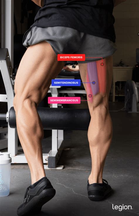 How To Do The Leg Curl Muscles Worked Form And Alternatives How To Go Healthy